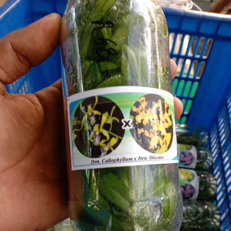 Jual Dendrobium callophyllum x discolor bibit anggrek botol | Shopee ...
