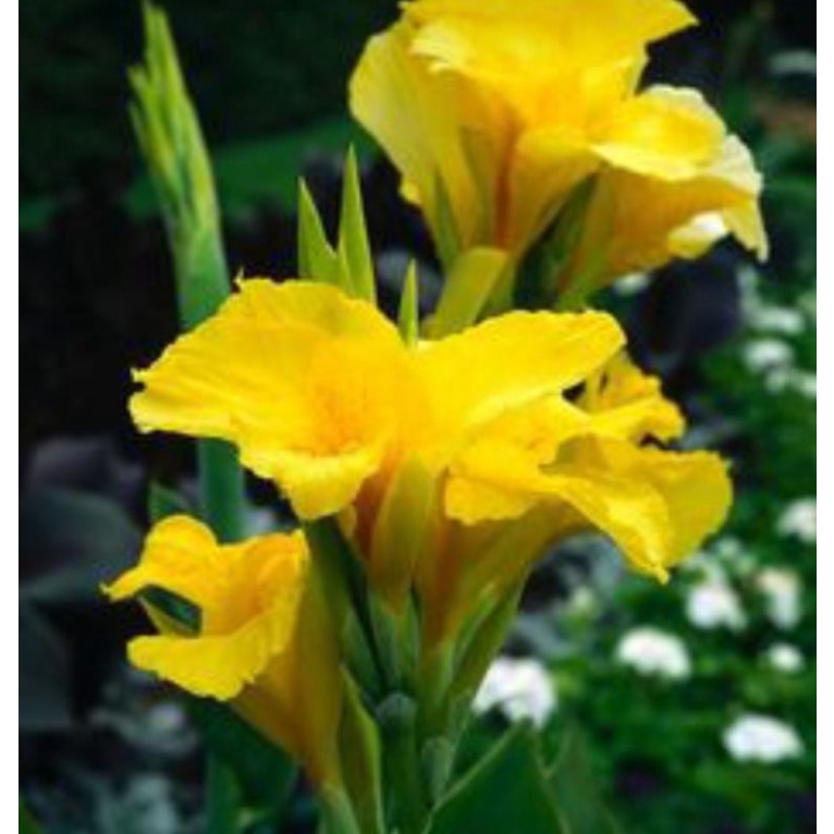 Jual TANAMAN BUNGA KANA SEBE | Shopee Indonesia