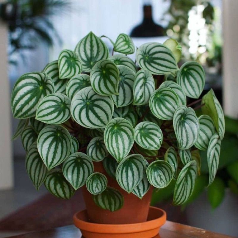 Jual Tanaman indoor watermelon rubber plant DAUN RIMBUN | Shopee Indonesia