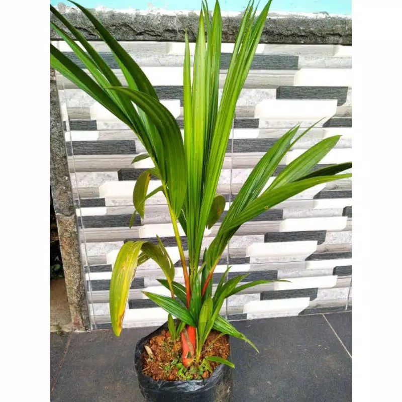 Jual Pohon palm merah - Tanaman hias Pohon palm merah | Shopee Indonesia
