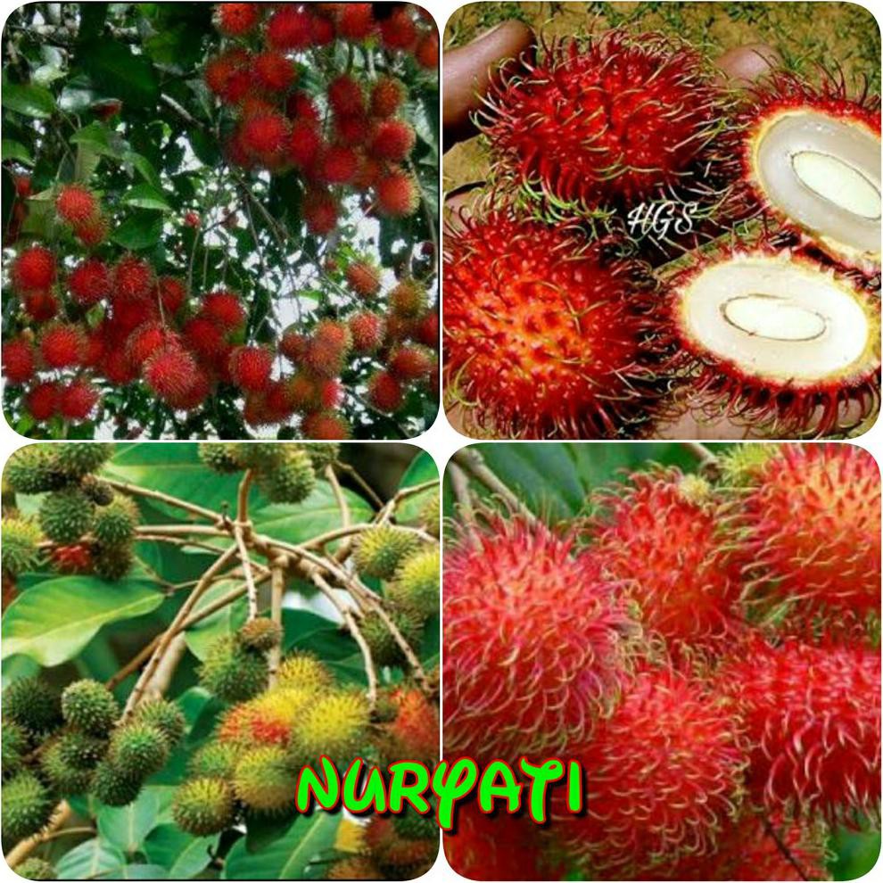 Jual J1* BIBIT BUAH RAMBUTAN PAKET 3 JENIS RAMBUTAN LEBAK BULUS RAPIAH ...