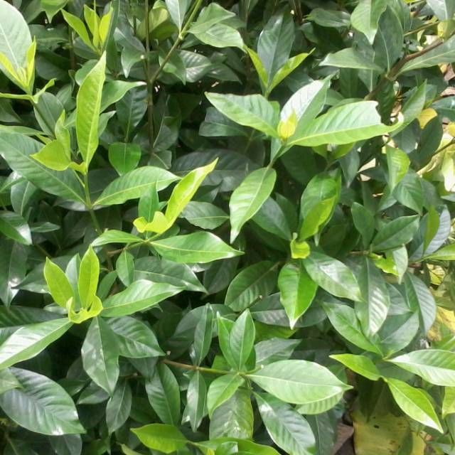 Jual DAUN KACA PIRING CEPIRING CEPLOK PIRING CEMPIRING SEGAR 500 gr ...