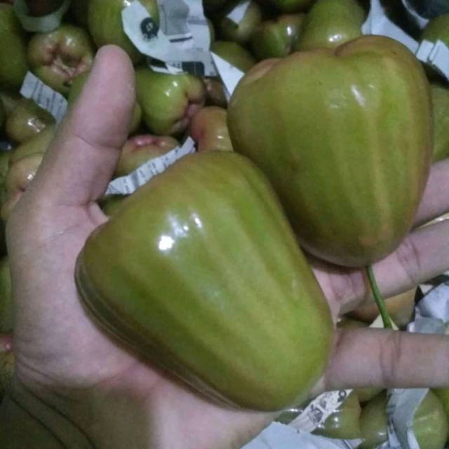 Jual Jambu Air Cincalo Hijau Manis 1Kg | Shopee Indonesia