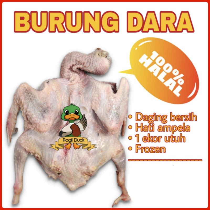 Jual DAGING BURUNG DARA / MERPATI | Shopee Indonesia