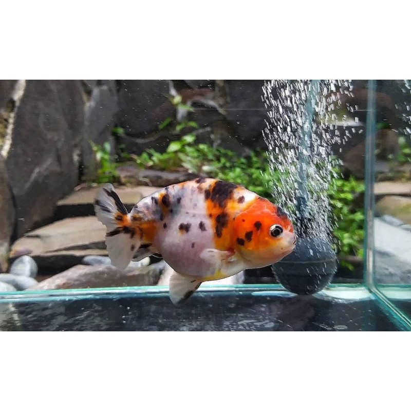 Jual Ikan mas koki Rancu ukuran 8-12cm | Shopee Indonesia