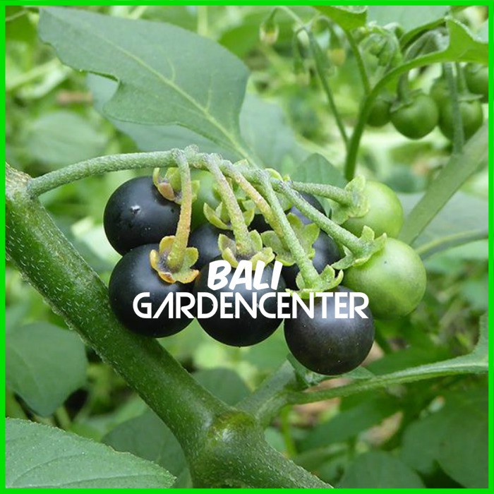 Jual Isi 100 Benih Biji Sayur Leunca Ranti - Solanum Nigrum L | Shopee ...