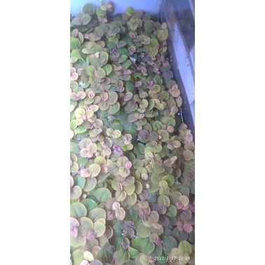 Jual Tanaman apung aquascape red amazon frogbit | Shopee Indonesia