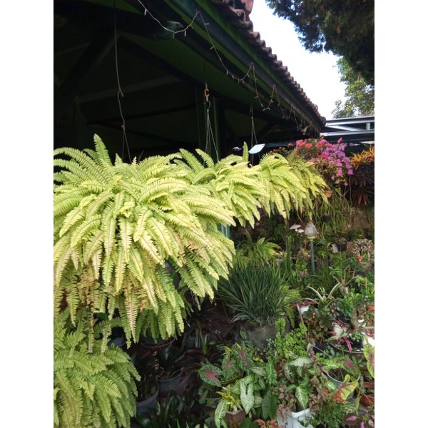 Jual TANAMAN HIAS PAKIS BOSTON - PAKU-PAKUAN | Shopee Indonesia