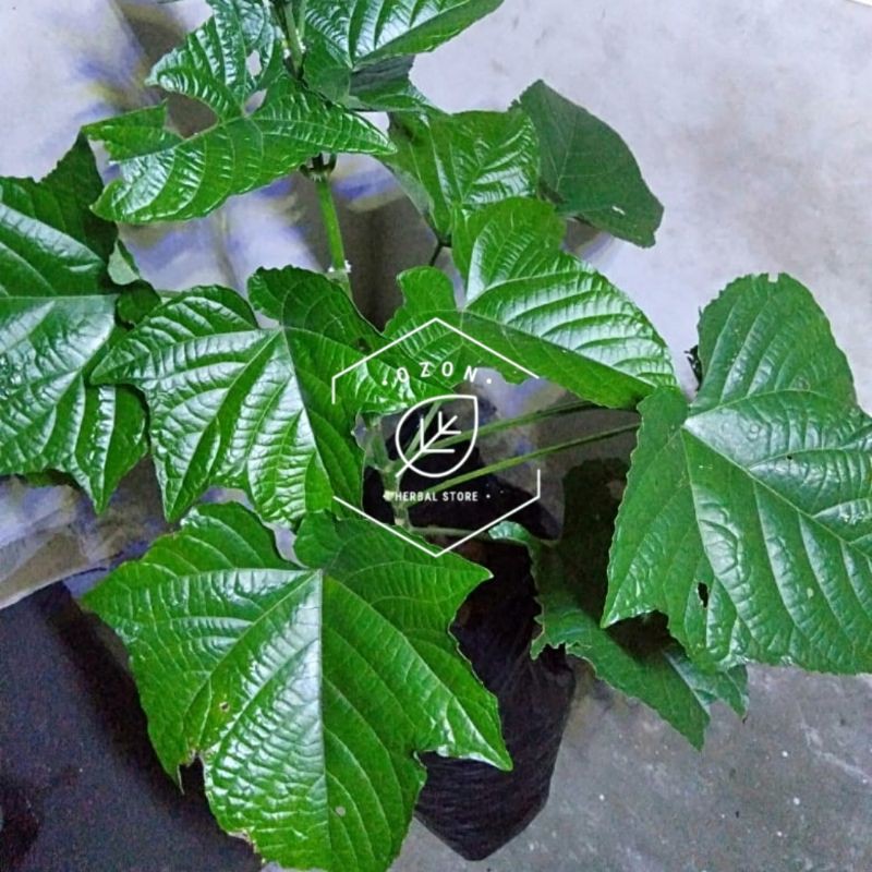 Jual Daun Bunga Pagoda Senggugu Tumbak Raja Segar 1kg | Shopee Indonesia