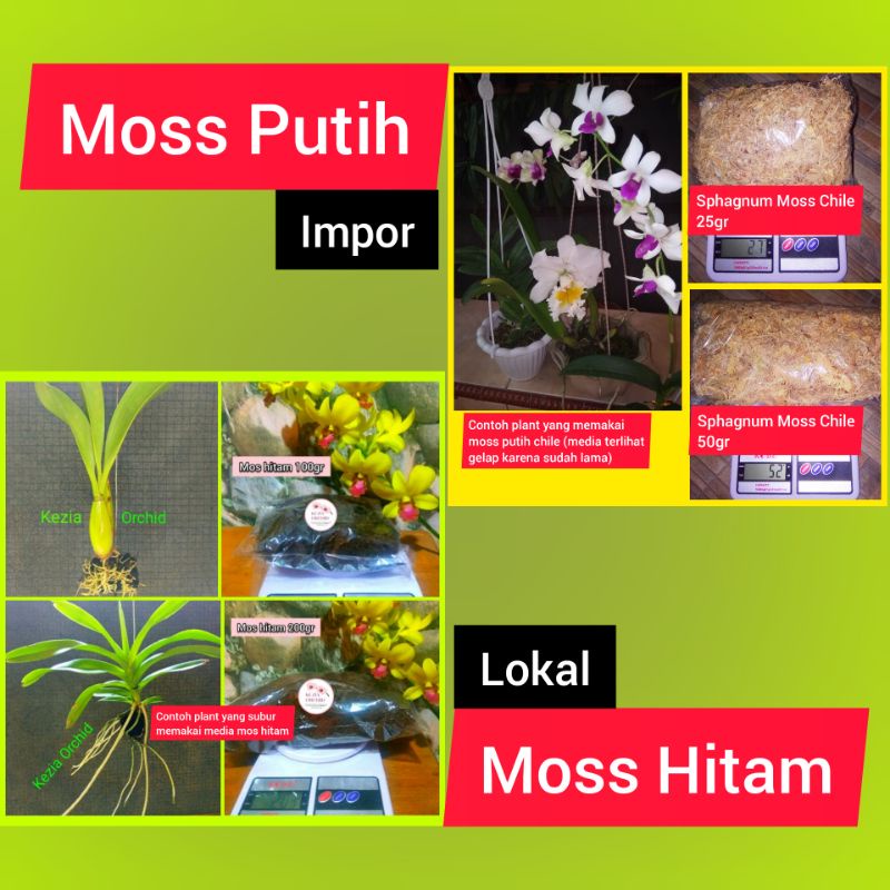 Jual Media Tanam Mos Hitam Kemasan 1 kg; 1 liter Mos Putih; Moss Hitam ...