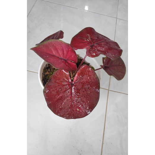 Jual CALADIUM HYBRID RED DEVIL RARE ITEM THAI SERIES | Shopee Indonesia