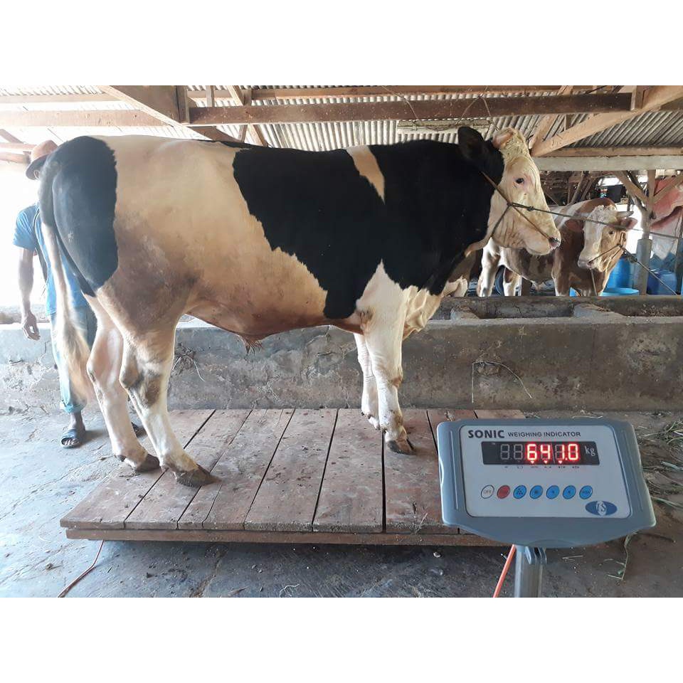 Jual Timbangan sapi kapasitas 2 ton Auto hold | Shopee Indonesia