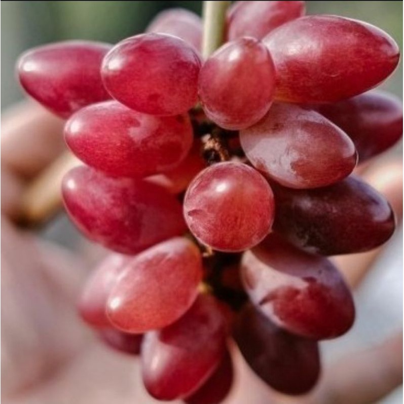 Jual bibit anggur new baikonur grafting-bibit anggur new baikonur ...