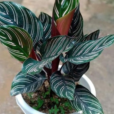 Jual Calathea ornata (Pin-stripe Calathea) | Shopee Indonesia