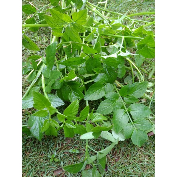 Jual Sayuran segar, Daun tespong, lalapan Tespong | Shopee Indonesia