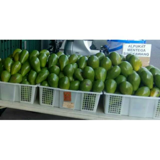 Jual Alpukat Mentega Singkawang Grade A Super | Shopee Indonesia