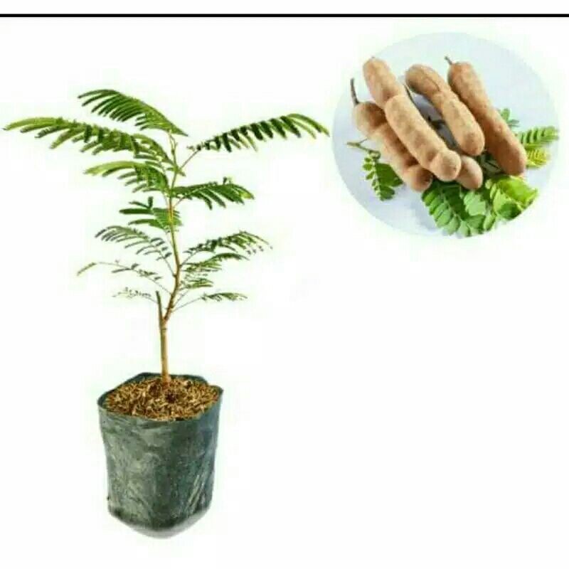 Jual POHON"ASEM-JAWA | Shopee Indonesia
