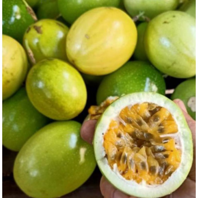 Jual Markisa kuning segar.. | Shopee Indonesia