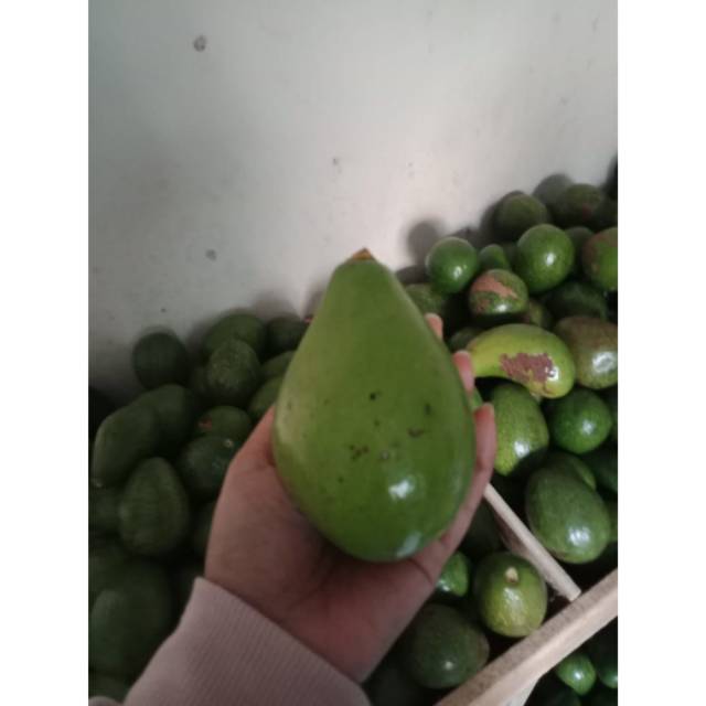 Jual Alpukat mentega | Shopee Indonesia