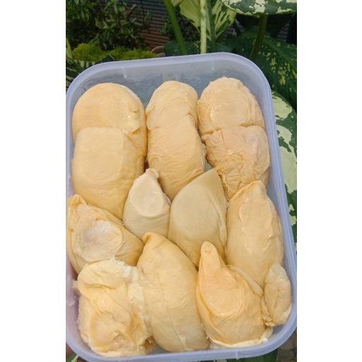 Jual Durian Nias | Shopee Indonesia