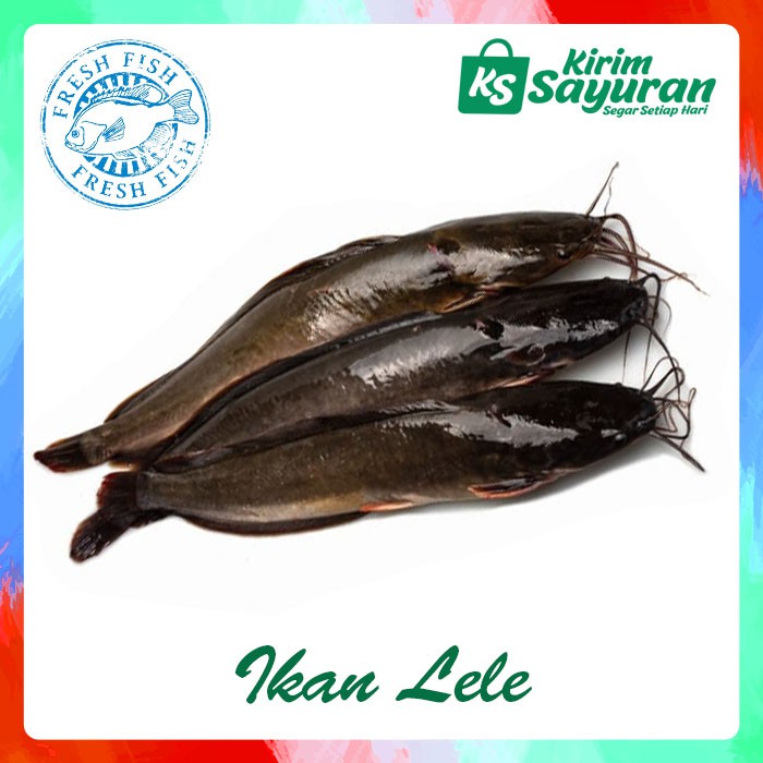 Jual Ikan Lele Segar (1 kg) | Shopee Indonesia