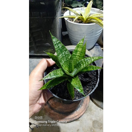 Jual sansivera hybrid bahan kontes sanseviera hybrid real pict | Shopee ...