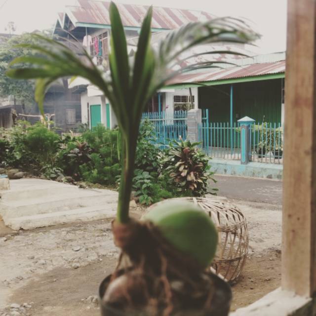 Jual Bonsai kelapa ( coco bonkla ) | Shopee Indonesia