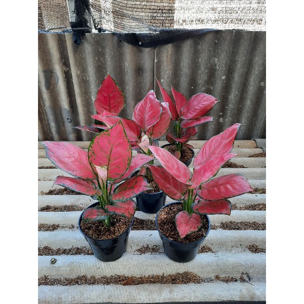 Jual paket 3 pohon (1 sw,1 stardust,1 red anja) | Shopee Indonesia