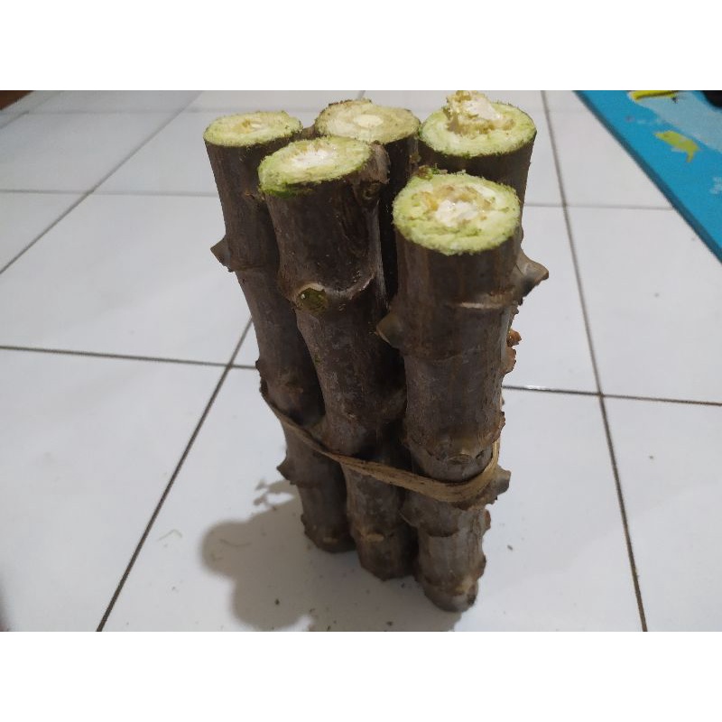 Jual bibit pohon singkong mentega | ketela pohon | bibit singkong per ... Jual bibit pohon singkong mentega | ketela pohon | bibit singkong per ...