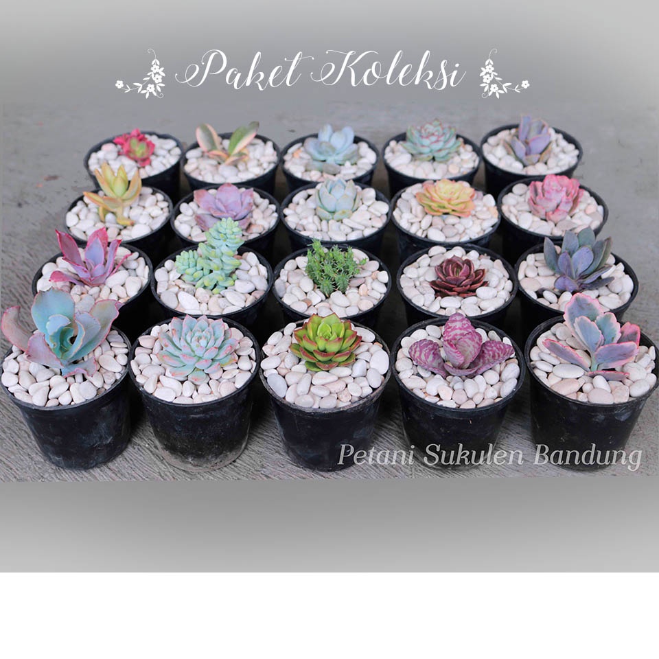 Jual PAKET Sukulen sekulen Kaktus GRATIS POT hitam & Media sekulen mini ...