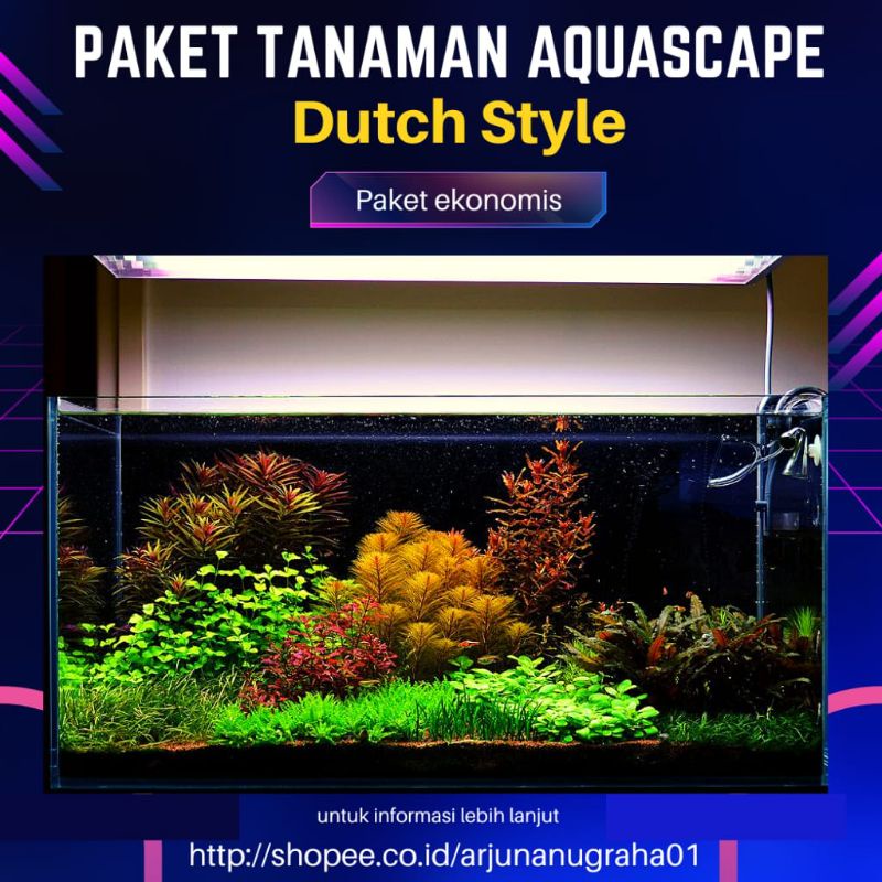 Jual Paket Dutch Style Paket Tanaman Aquascape ( Paket Tanaman Air ... Jual Paket Dutch Style Paket Tanaman Aquascape ( Paket Tanaman Air ...