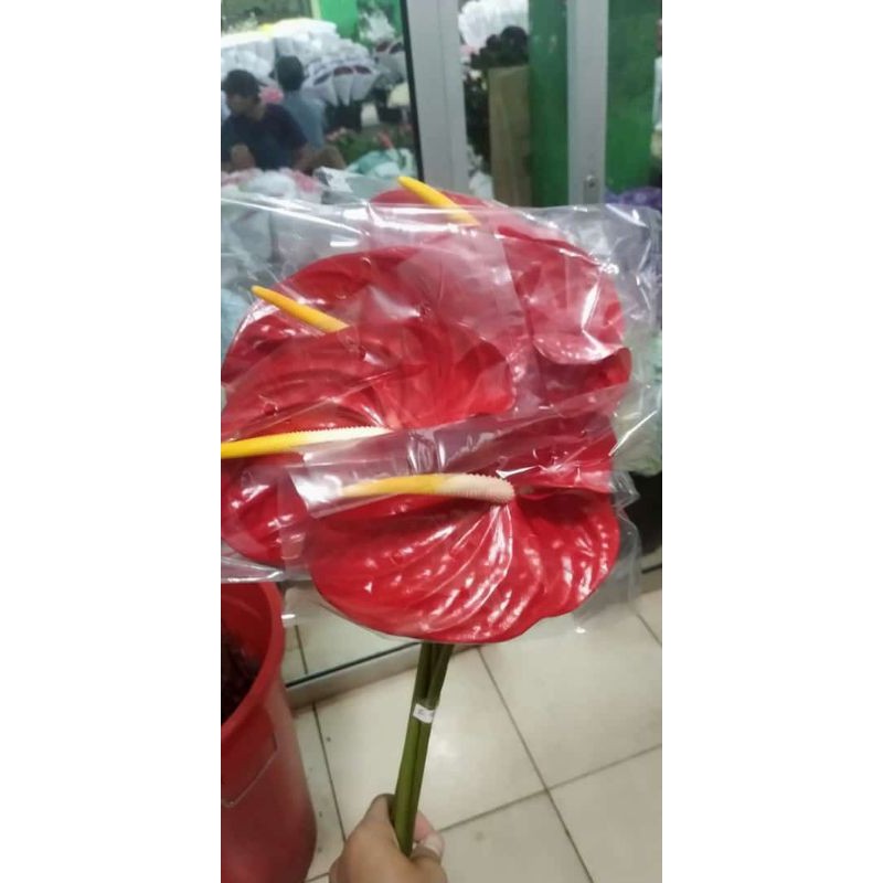 Jual Bunga Asli Anturium / Kuping Gajah Fresh Flower Murah - Shine ...