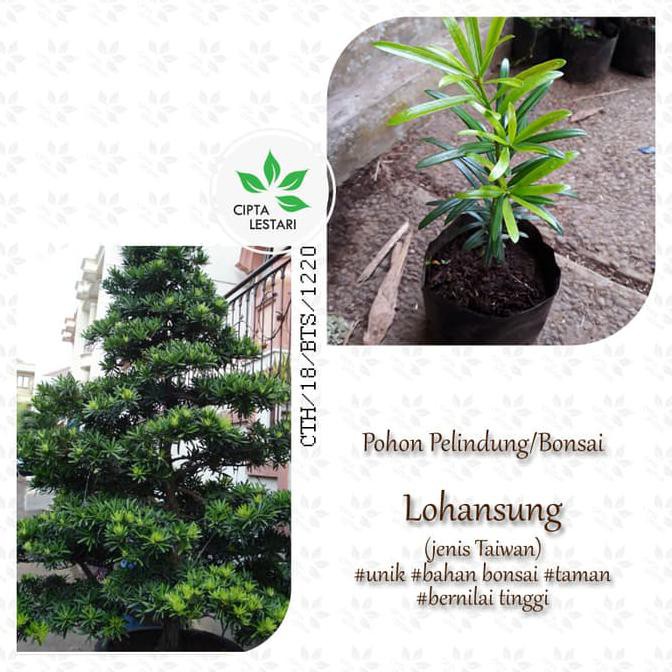 Jual Bibit Pohon Lohansung LowhanSung Taiwan Tanaman Hias Bahan Bonsai ...