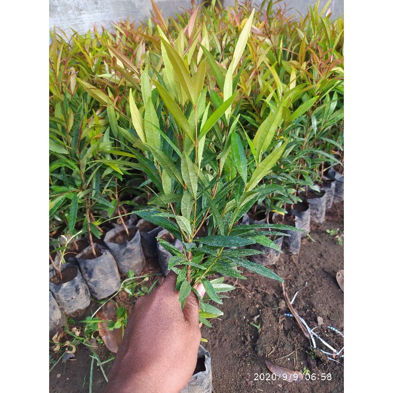 Jual PUCUK MERAH PAKET 50 BIBIT (berat 1 kg) | Shopee Indonesia