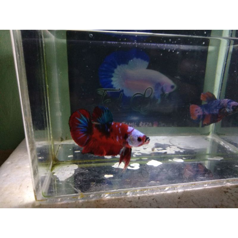 Jual Ikan Hias Cupang#multicolour/koi/plakat/red musking multocour ...