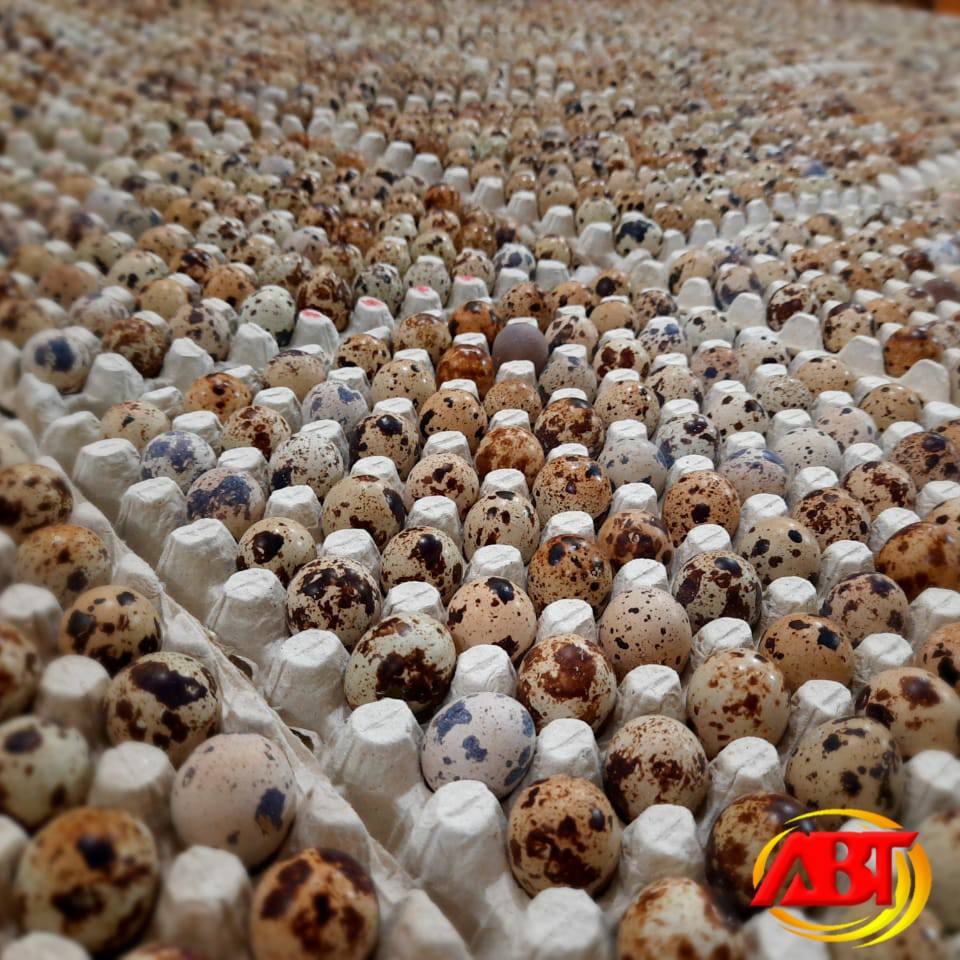 Jual ABT - Telur Puyuh Mentah 1 Tray isi 90 Butir Lezat dan Bergizi ...