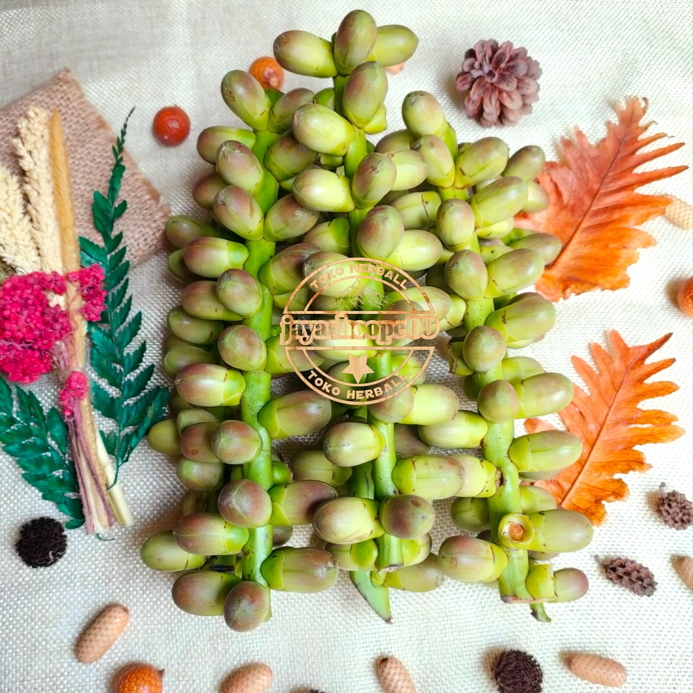Jual bunga aren segar muda 1-KG buah aren kawung langari | Shopee Indonesia