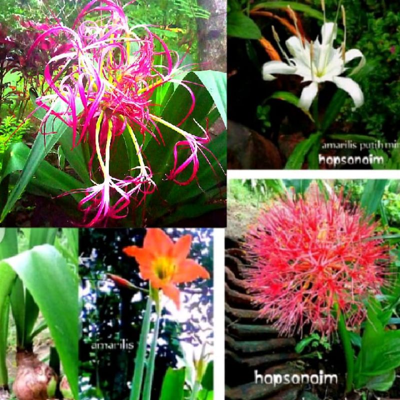 Jual Tanaman bunga Desember Crinum Giant Spider Lily Amarilis Oranye ...