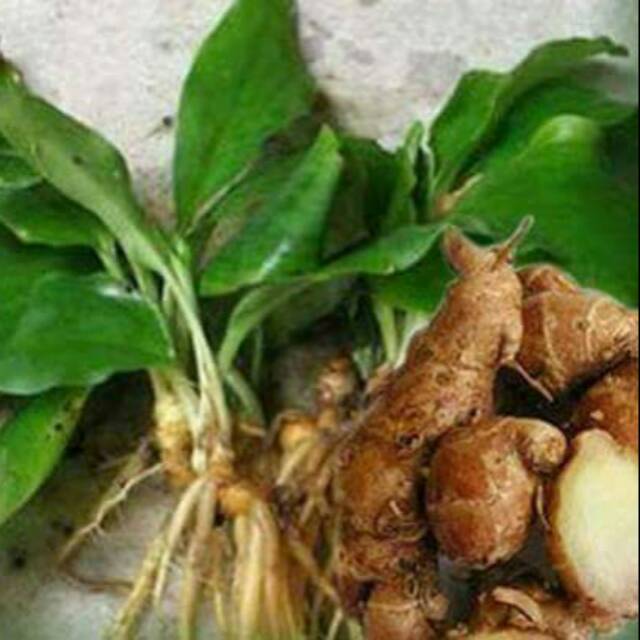 Jual Rimpang kencur segar 200gr | Shopee Indonesia