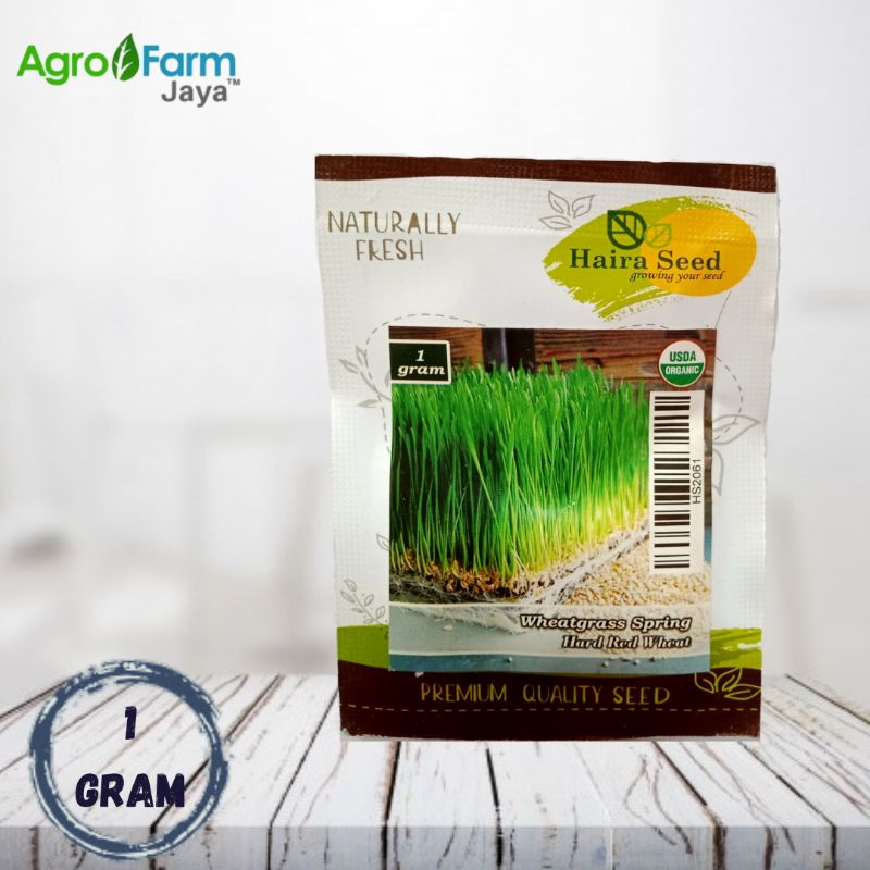 Jual Bibit Rumput Gandum / Wheatgrass Merah organik ( Haira Seed ...