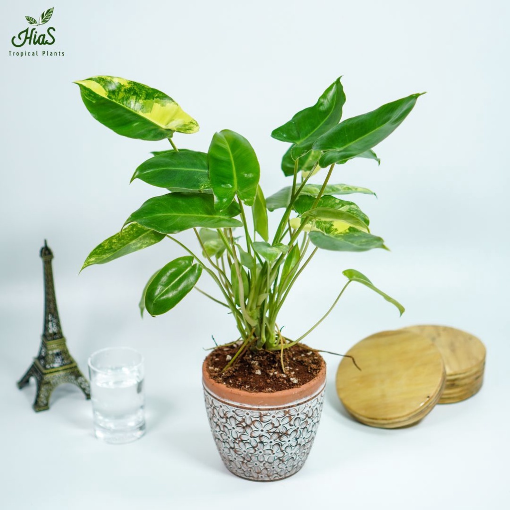 Jual Tanaman Hias Bunga Promo Philodendron Burle Marx Variegated ...