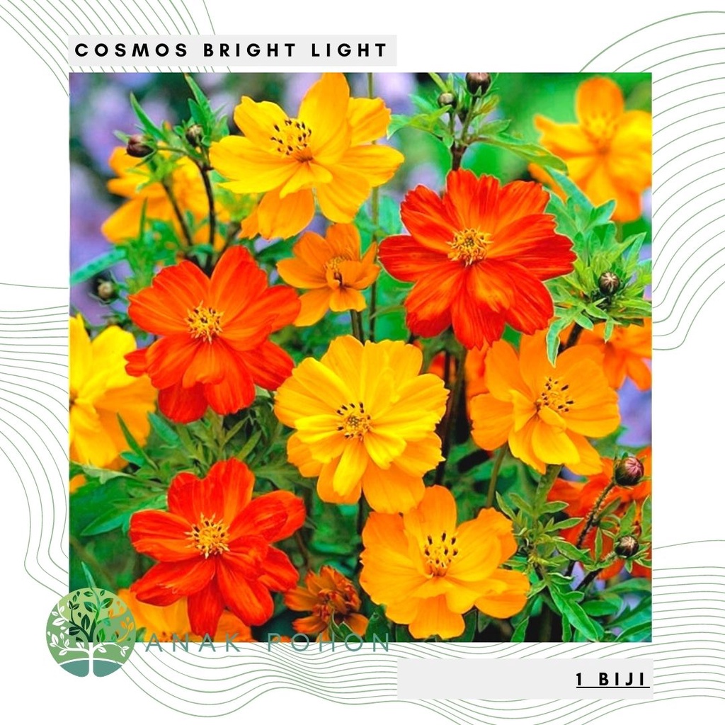 Jual Benih Bibit Biji - Bunga Cosmos Bright Lights Flower Seeds ...
