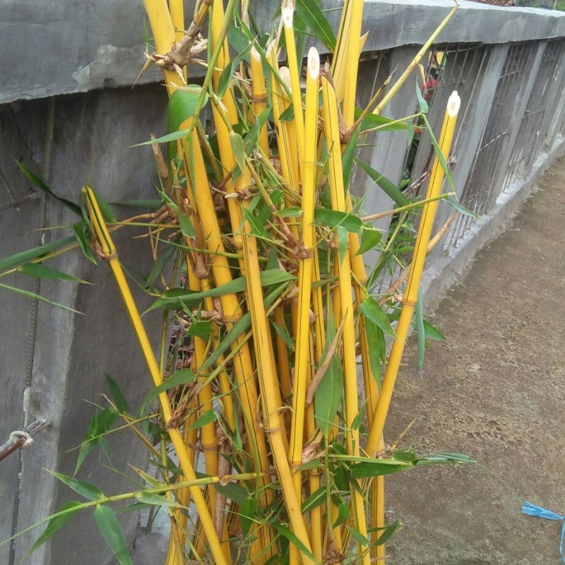 Jual BIBIT BAMBU KUNING | Shopee Indonesia