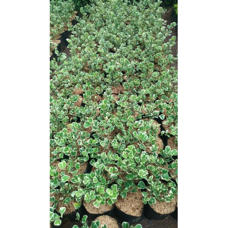 Jual Tanaman Ficus Triangularis Kupu Kupu Putih Variegata | Shopee ...