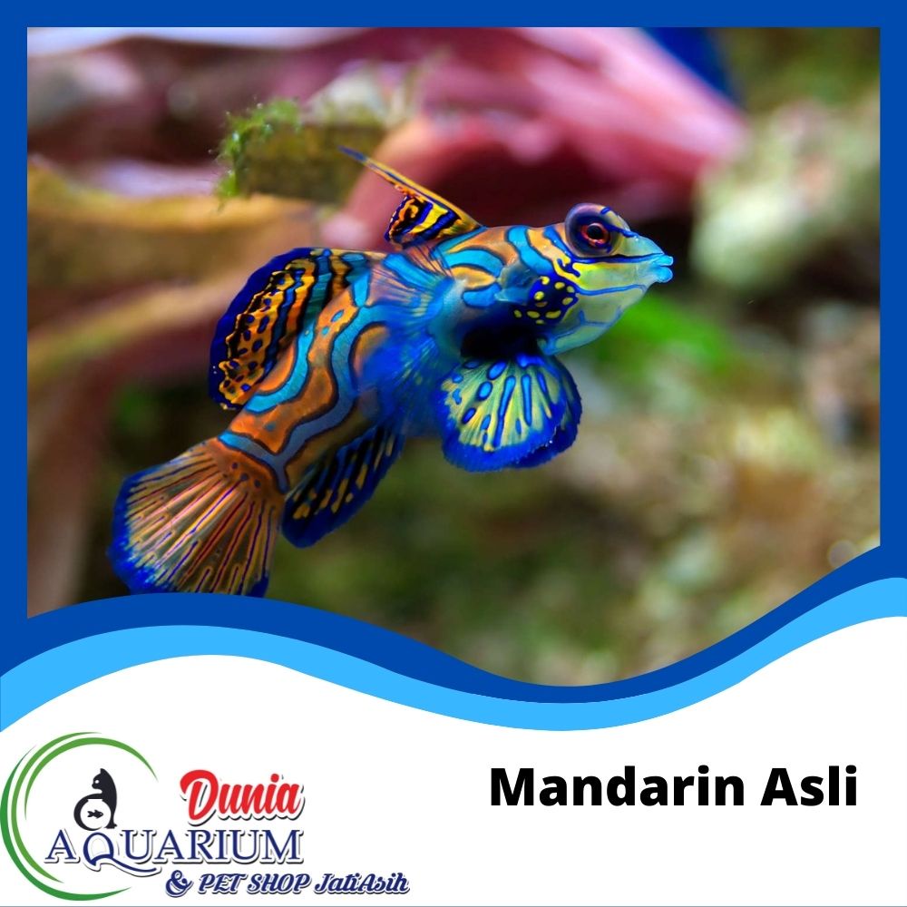 Jual Ikan Hias Mandarin Asli Akuarium Aquarium Laut Marine Reef ...