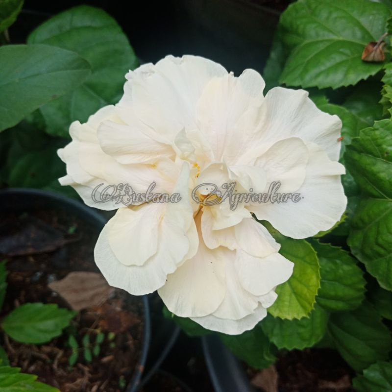 Jual bibit bunga sepatu tumpuk putih - kembang sepatu double white ...