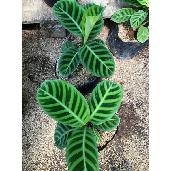 Jual TANAMAN HIAS CHALATEA ZEBRINA // CALATHEA ZEBRA PLANT | Shopee ...