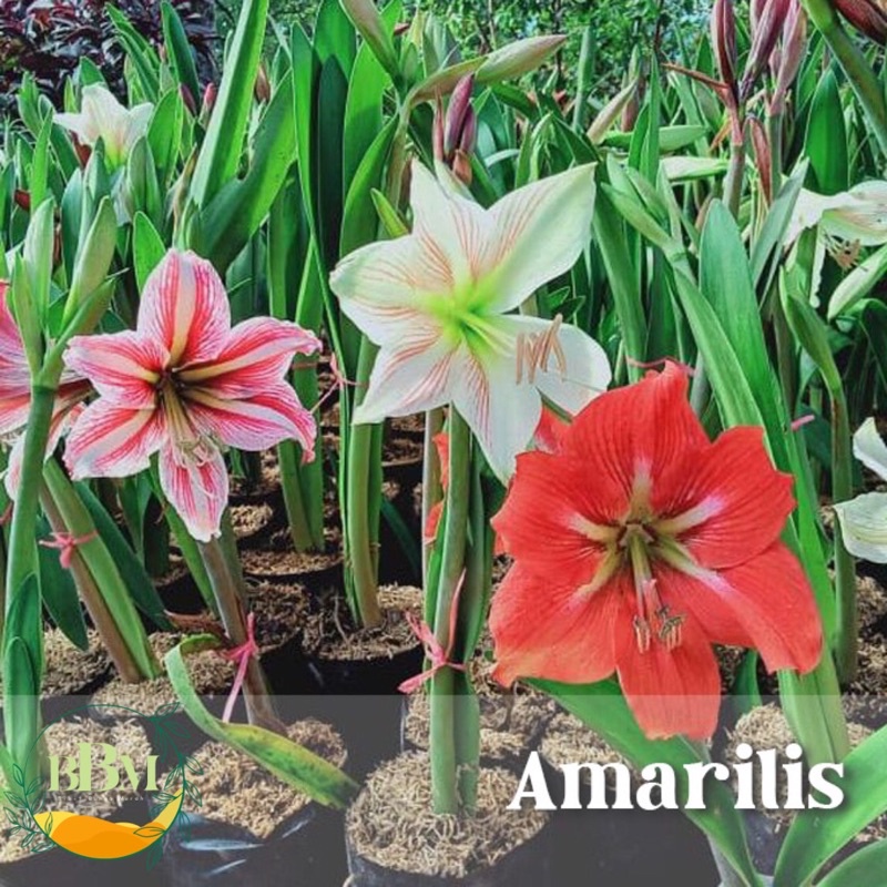 Jual Umbi Bunga Amarilis Cantik, Merona, Tanaman Hias | Shopee Indonesia