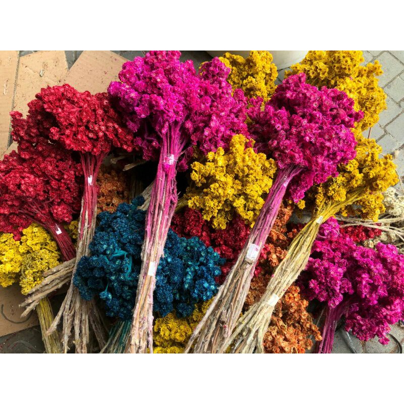 Jual edelweis warna ikat ekonomis | Shopee Indonesia