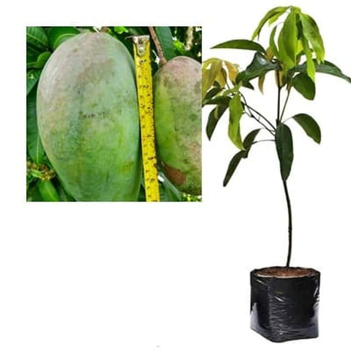 Jual Bibit Tanaman Mangga Kiojay Ungul Pohon Mangga Kiojay Jumbo Kio ...